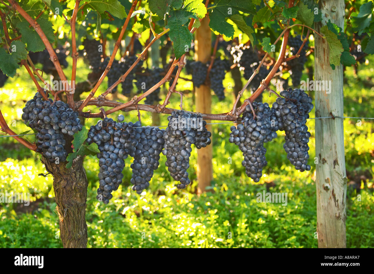 Un cépage Merlot mûr avec des grappes de raisins sur la vigne au ...