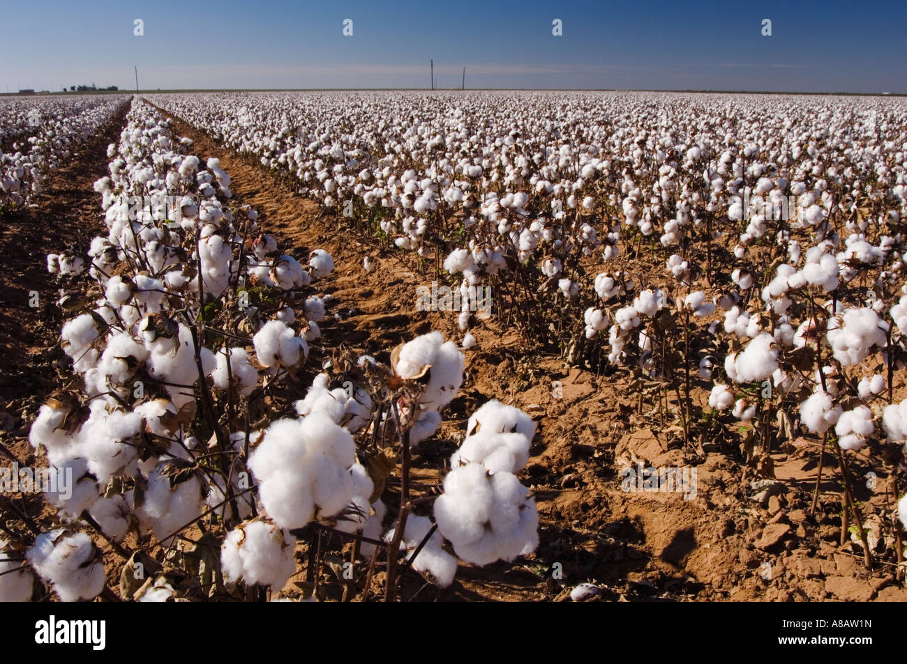 Usine de coton Gossypium hirsutum champ de coton Lubbock Texas ...