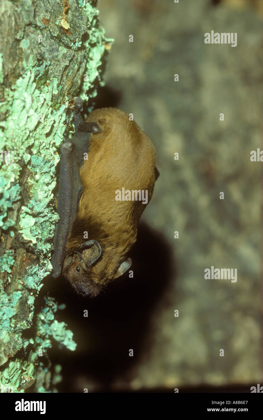Noctule nyctalus noctula Banque de photographies et d’images à haute ...