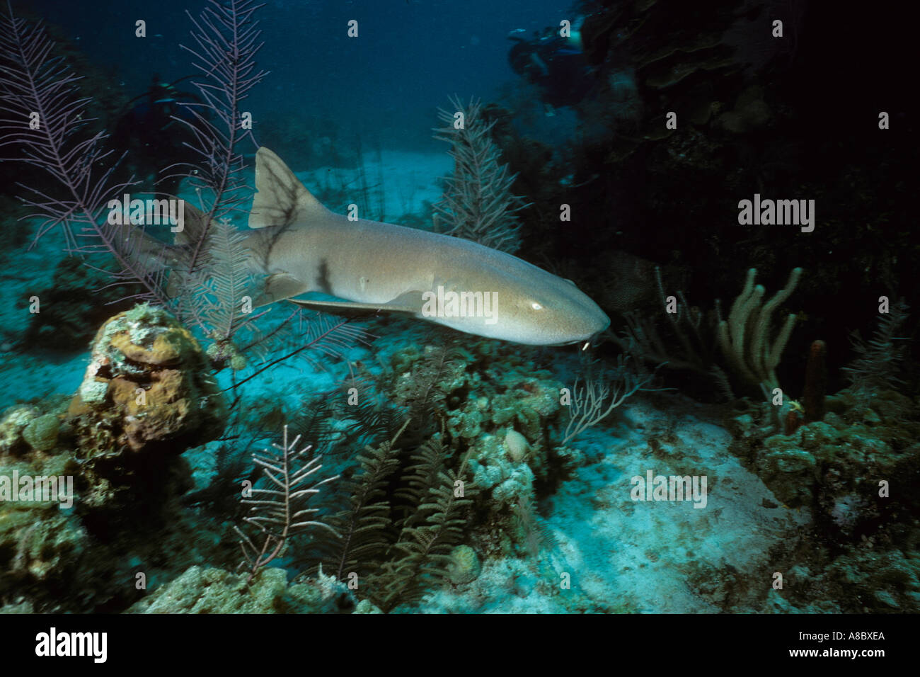 Requin nourrice bahamas Banque de photographies et d’images à haute ...