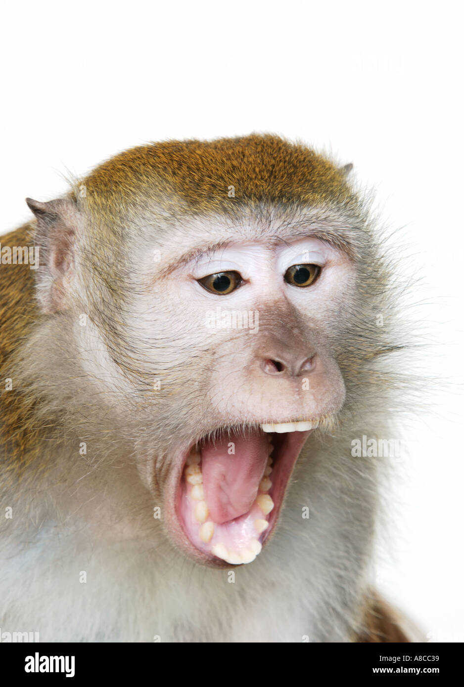 Cri de macaque Banque de photographies et d’images à haute résolution - Alamy