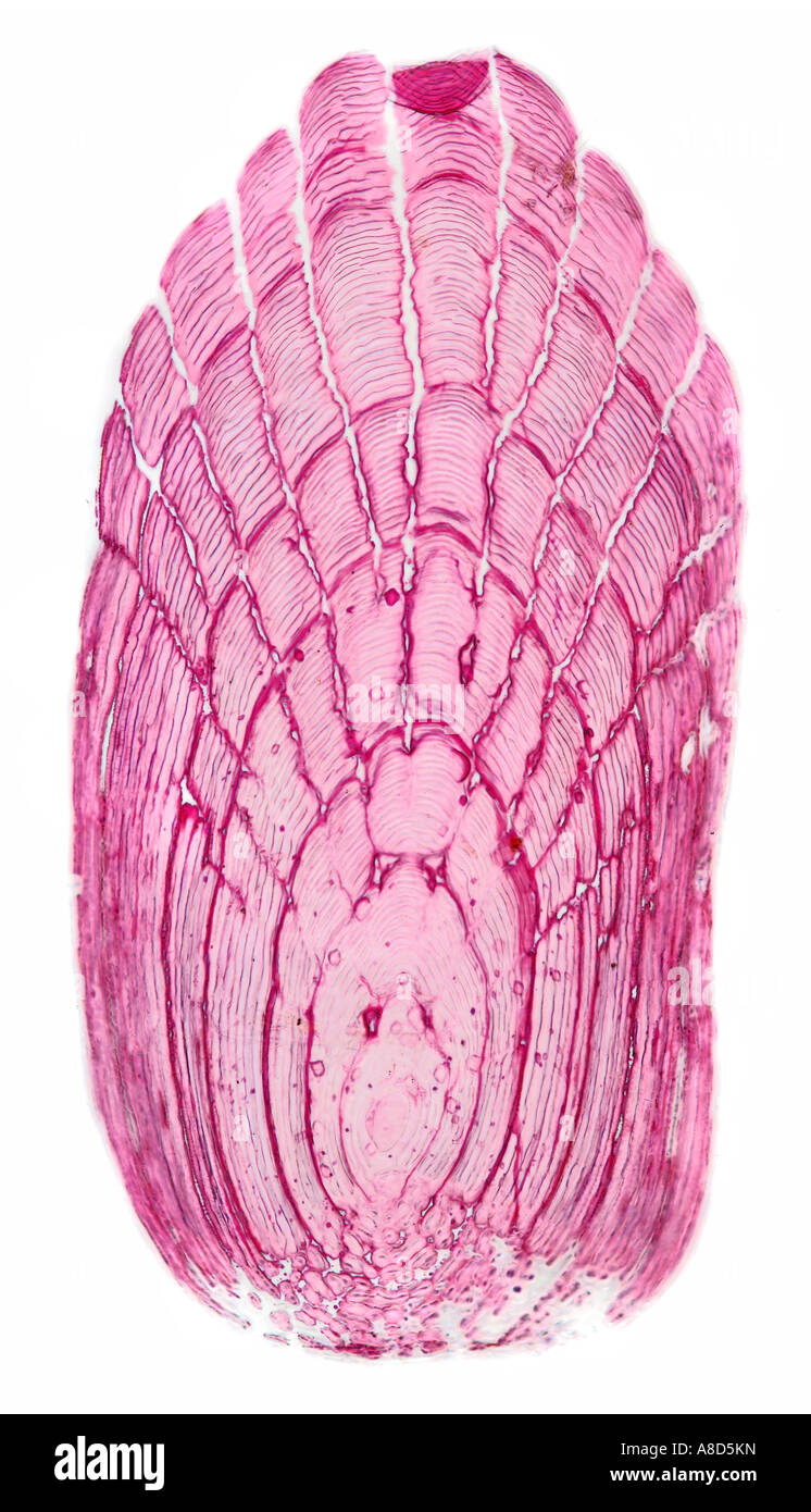 Microscope fish Banque d'images détourées - Alamy