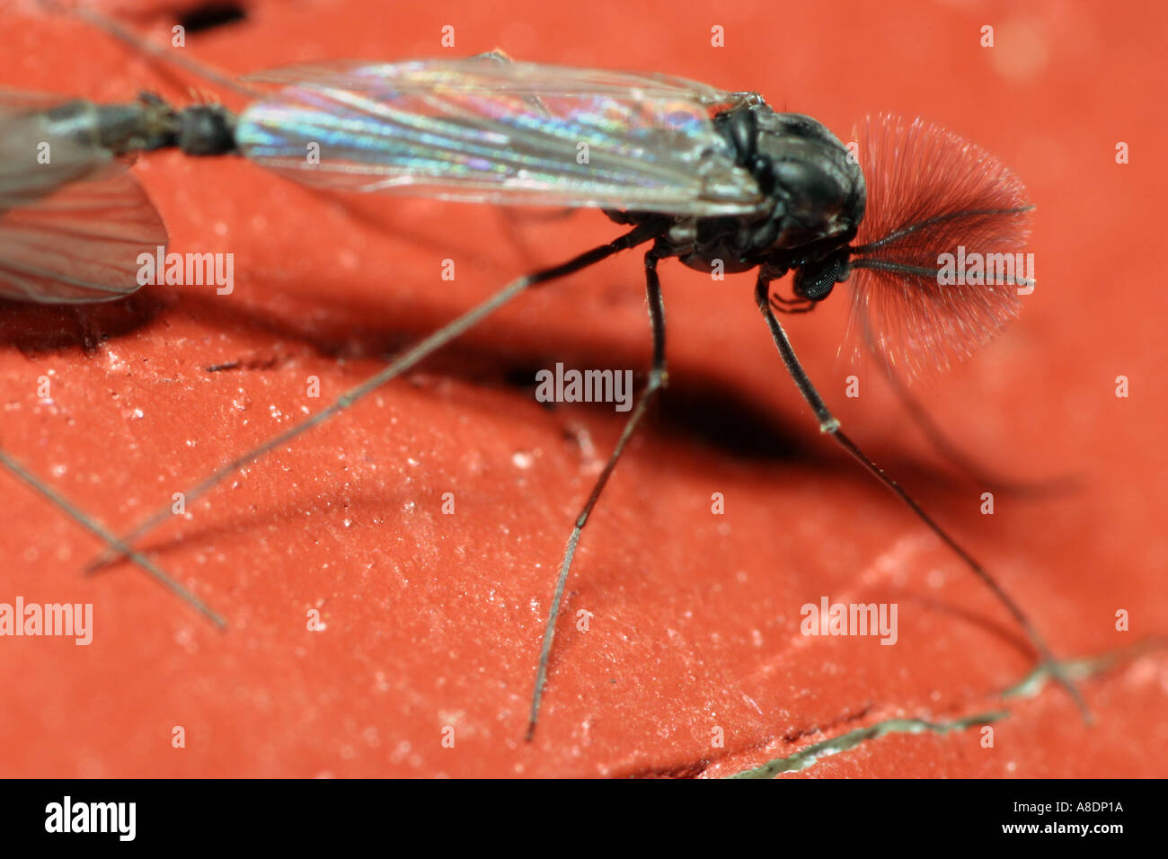 Cécidomyie des hommes tandis que l'accouplement de Chaoborus obscuripes ...