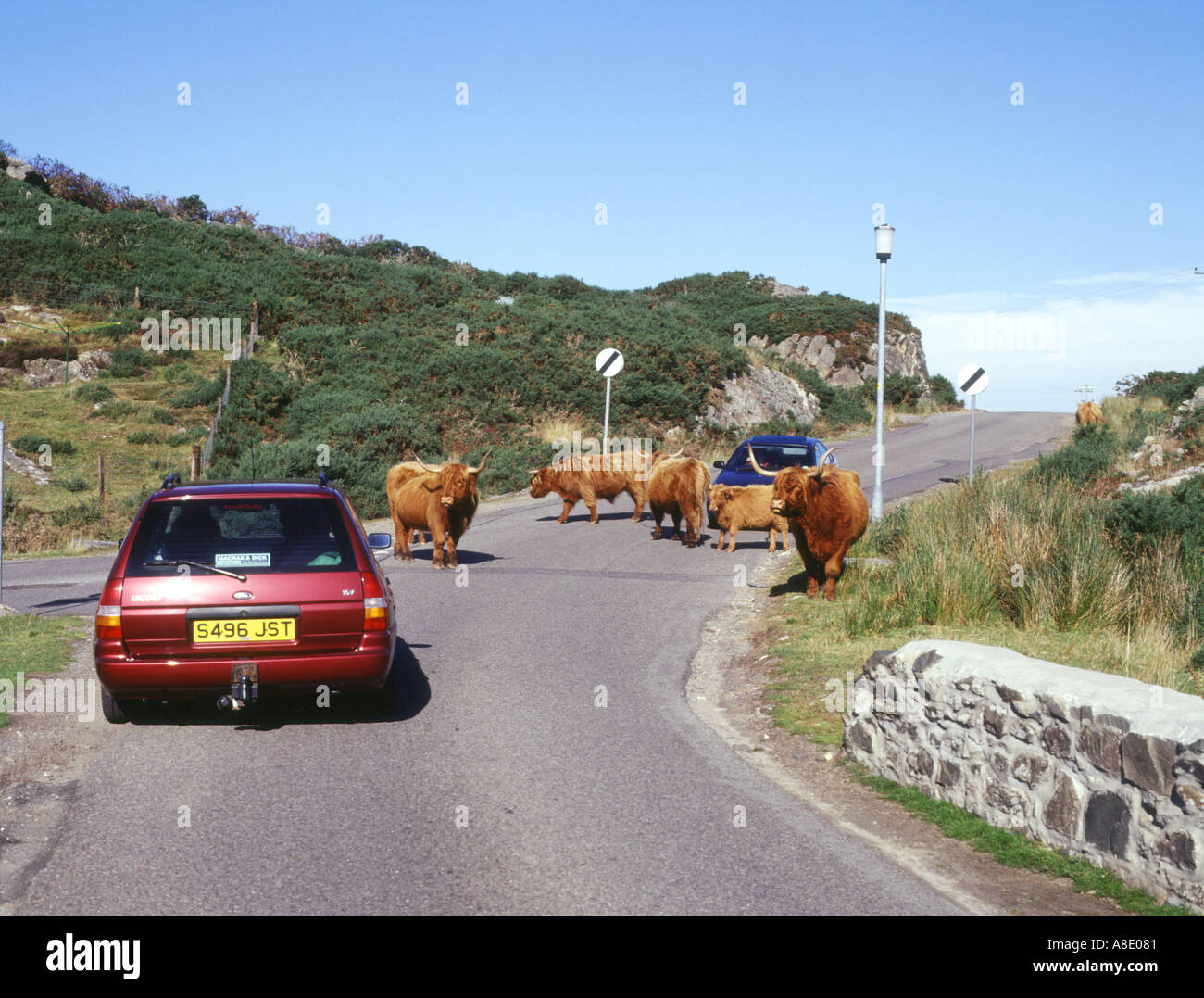 Animaux bloquant la circulation Banque de photographies et d’images à ...