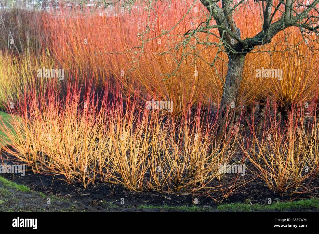 Cornus sanguinea magic flame Banque de photographies et d’images à ...
