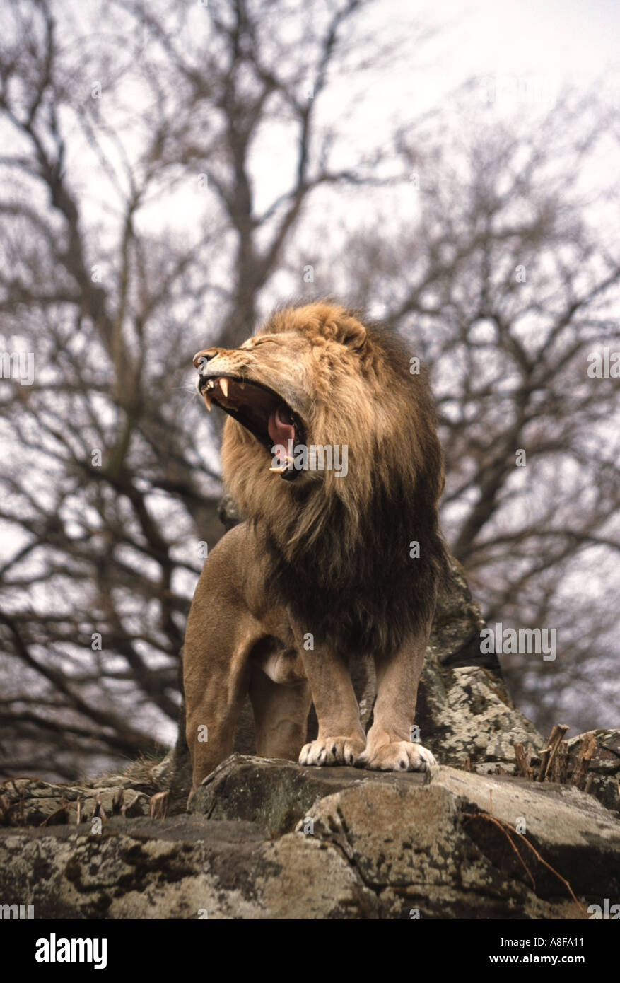 Accouplement des animaux Banque de photographies et d’images à haute ...