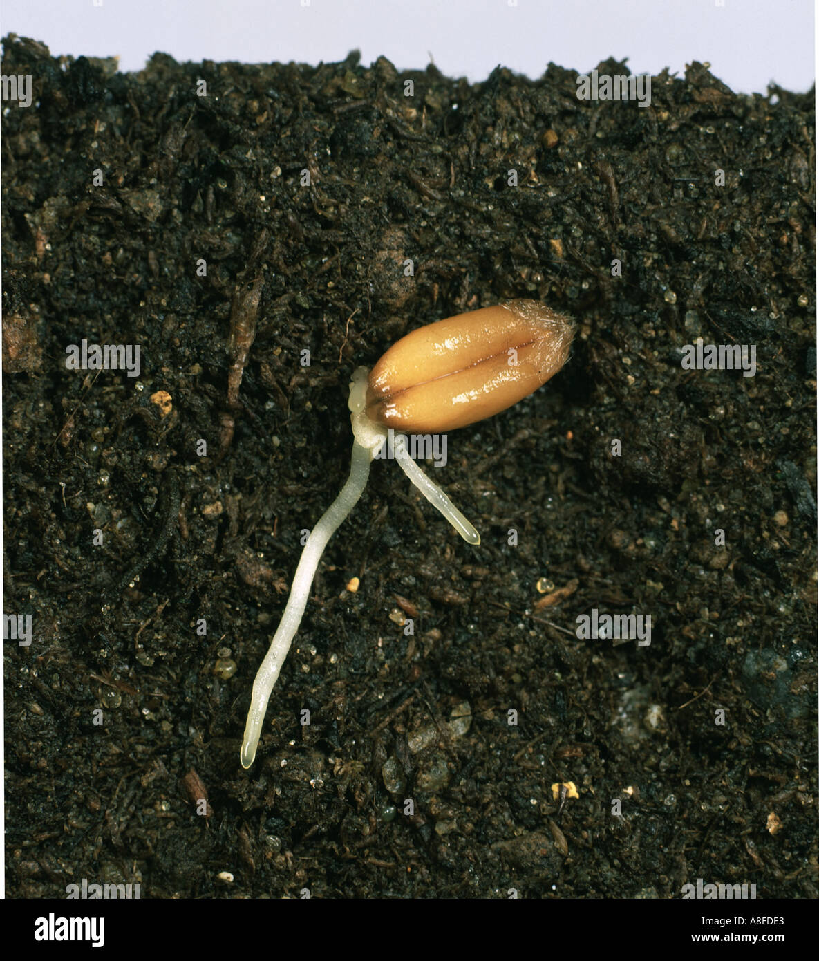 La germination des semences de blé avec racines et formant la radicule ...