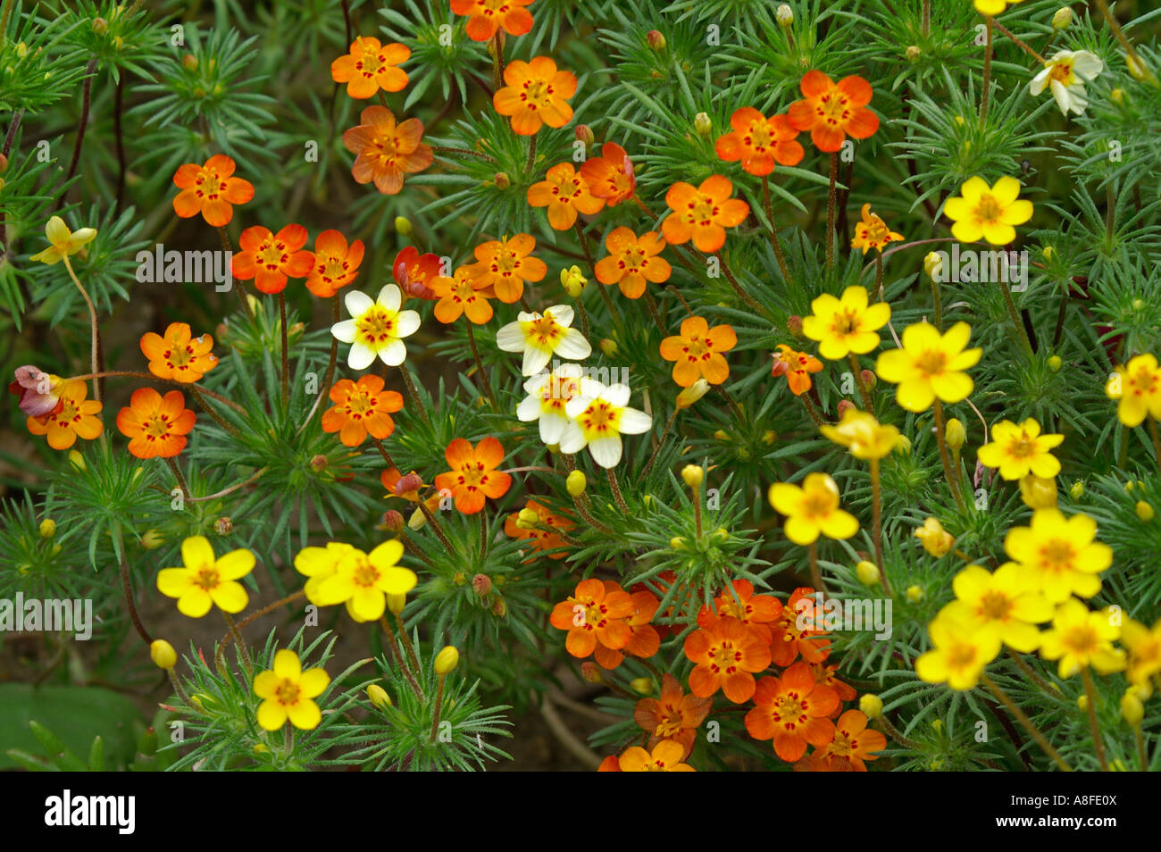 Linanthus grandiflorus Banque de photographies et d’images à haute ...