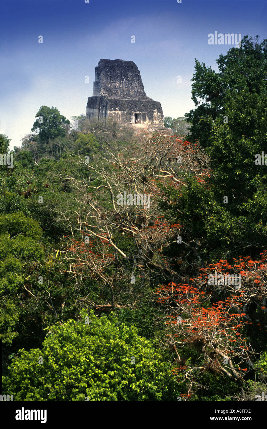 La ruta maya temple jungle tikal guatemala tourism Banque de ...