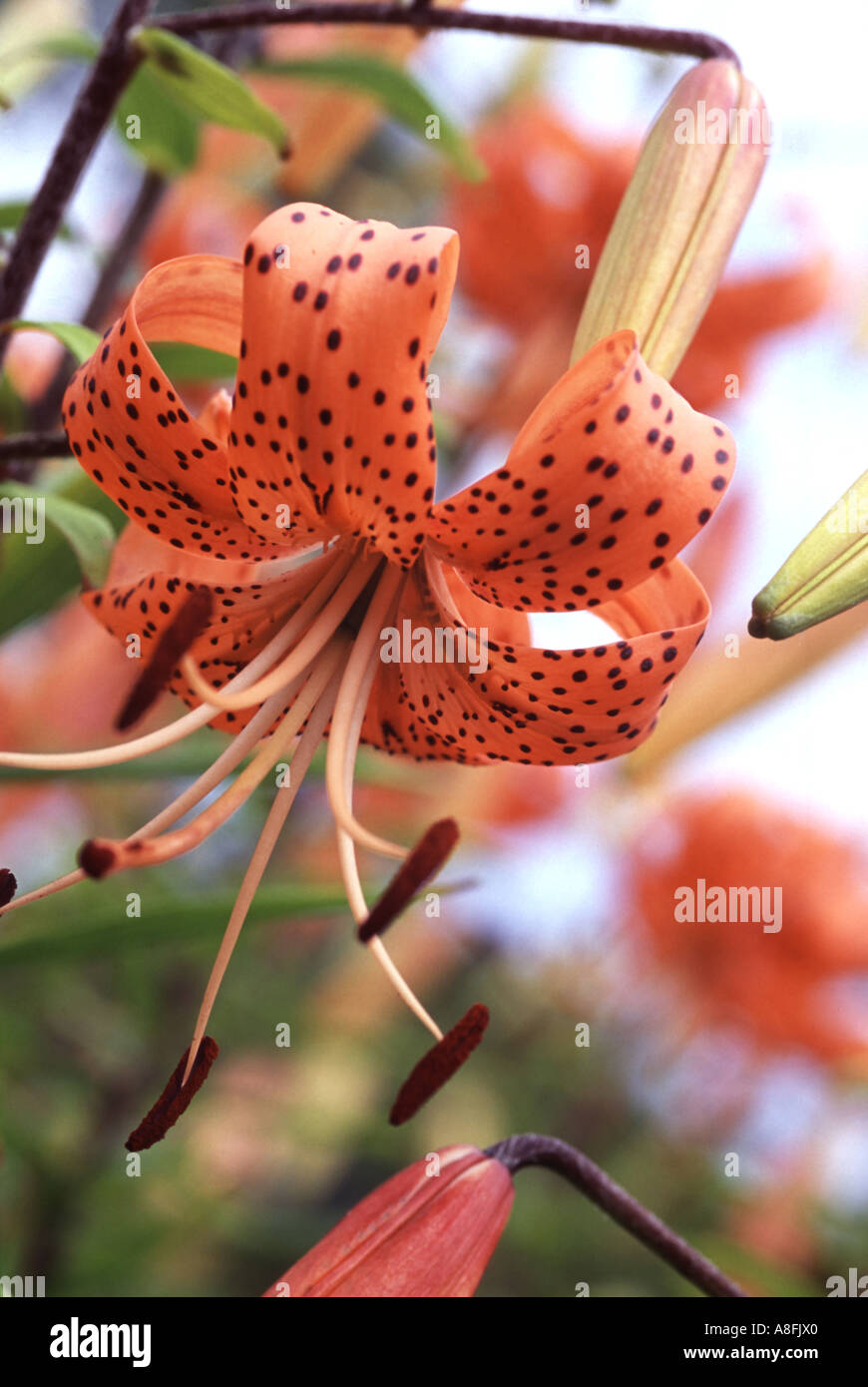 Lily tigrinum splendens Banque de photographies et d’images à haute ...