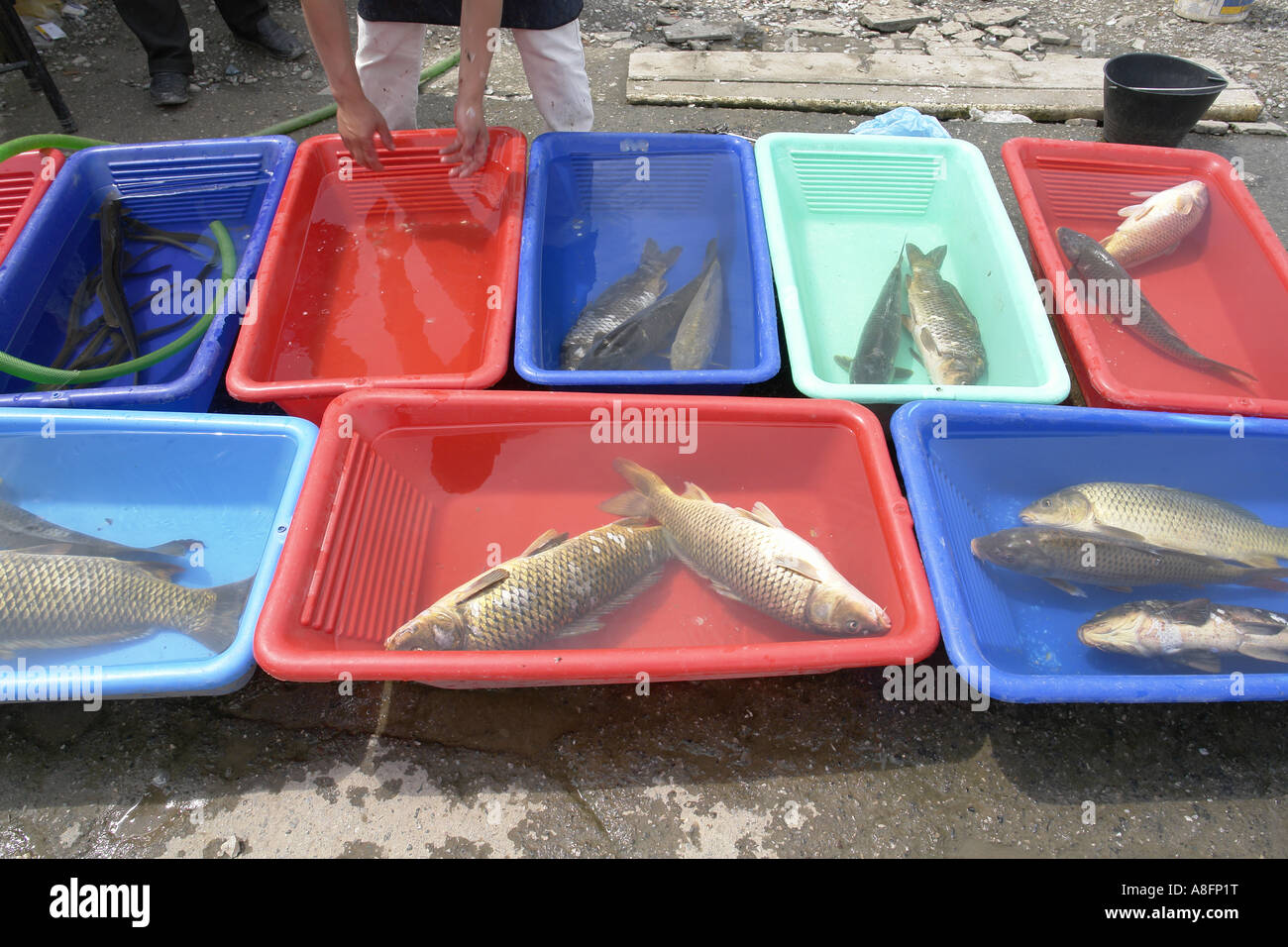 Poissons vivants Banque de photographies et d’images à haute résolution ...