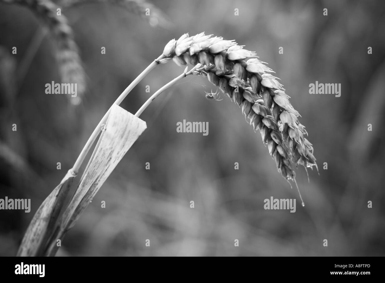 Gerbe de blé noir et blanc Banque de photographies et d’images à haute ...