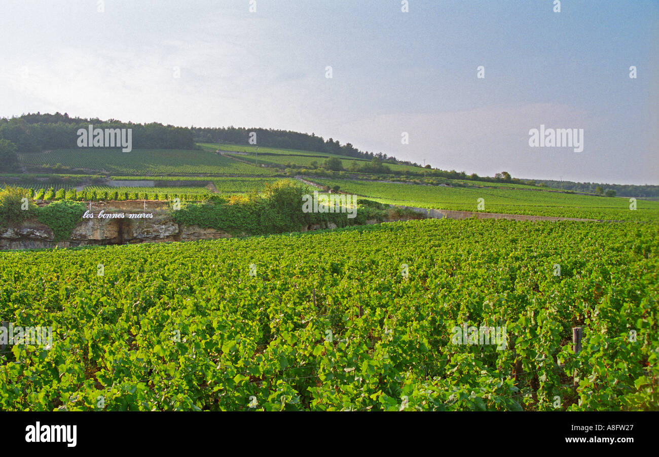 La Les Bonnes Mares Grand Cru vignoble, avec signe, à Chambolle Musigny ...