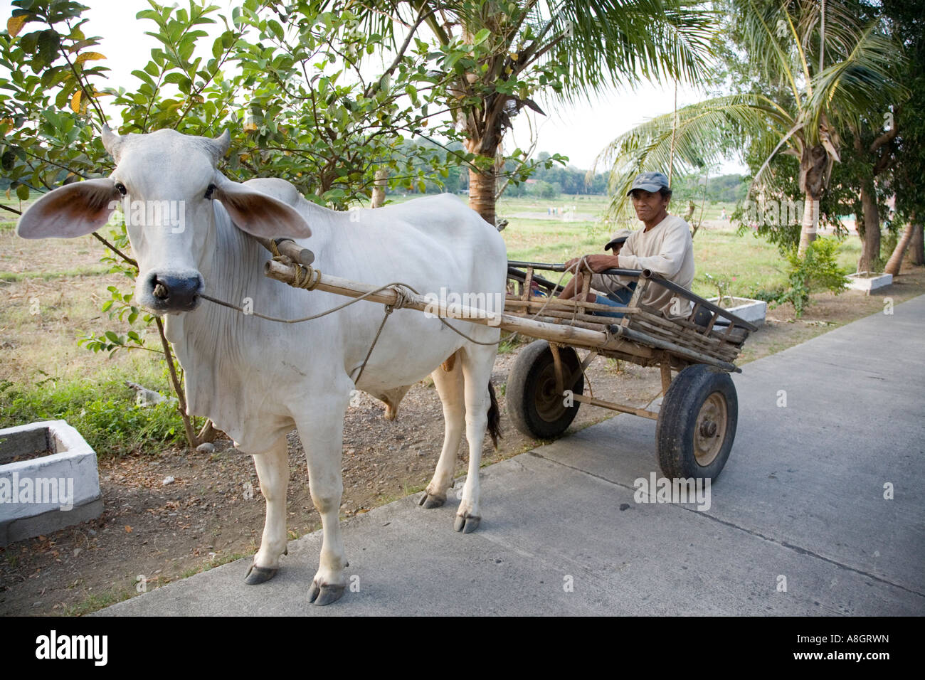 Boeuf et charrette Banque de photographies et d’images à haute ...