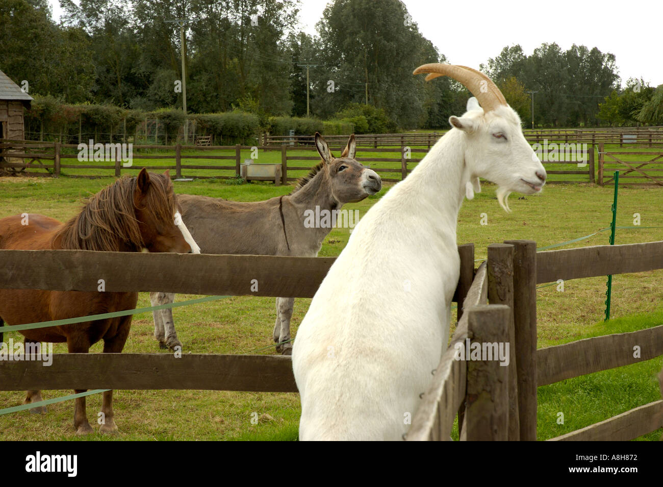 âne comique Banque de photographies et d’images à haute résolution - Alamy