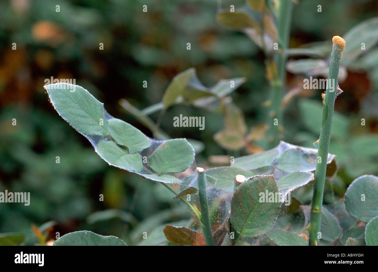 Tetranychus urticae spider mite Banque de photographies et d’images à ...
