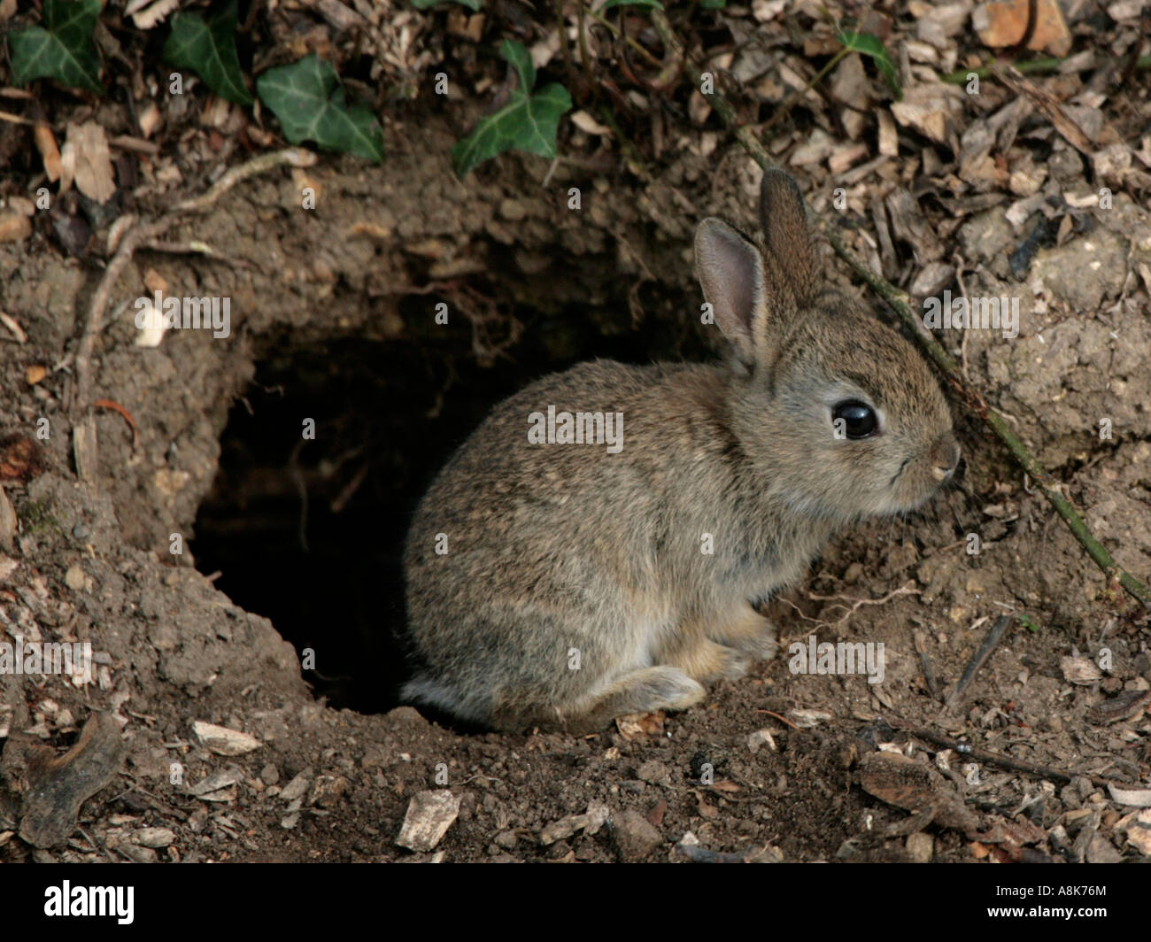 Un jeune lapin sauvage en face de son terrier Photo Stock - Alamy