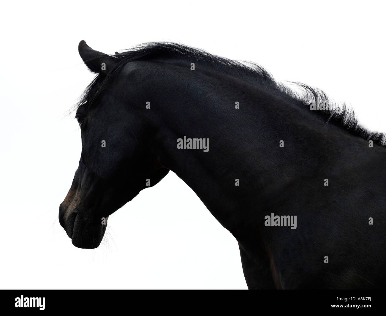 Son cheval noir Banque de photographies et d’images à haute résolution ...