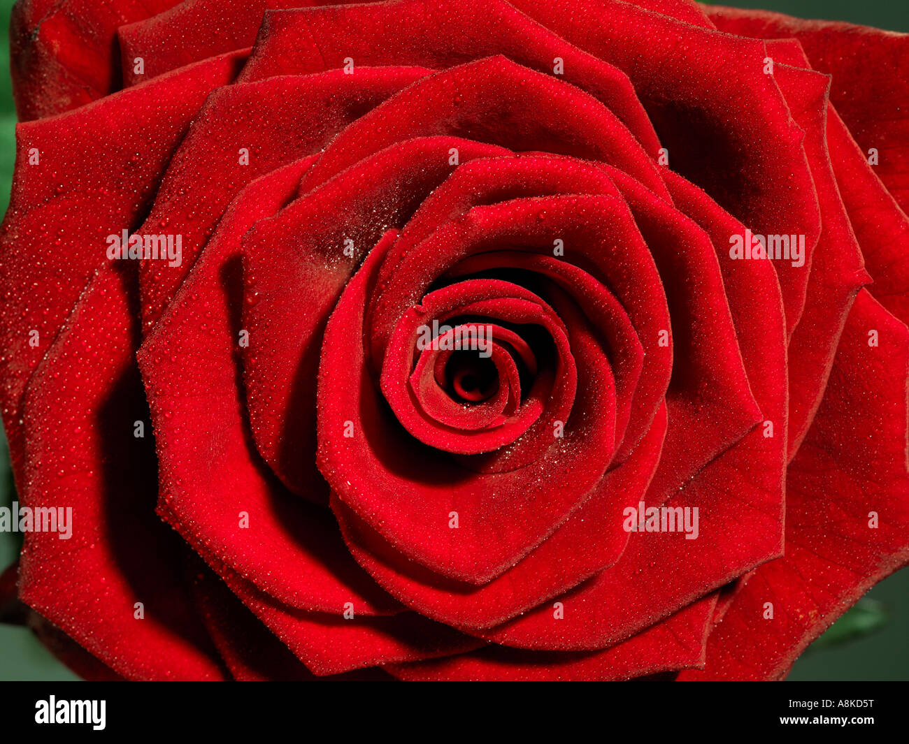 Fleur Rose Rouge Banque d'image et photos - Alamy