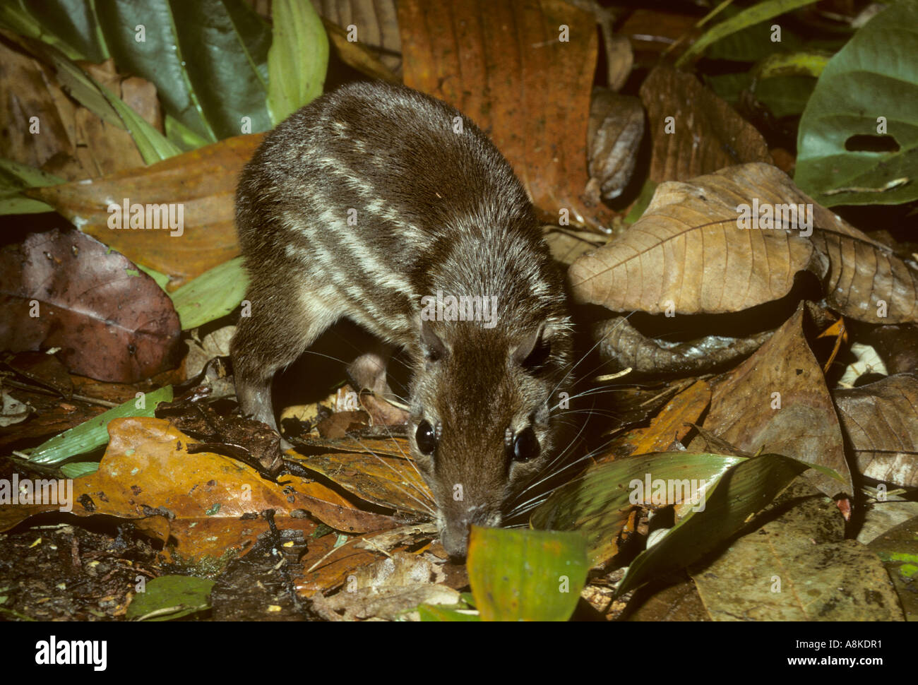 Paca rodent Banque de photographies et d’images à haute résolution - Alamy