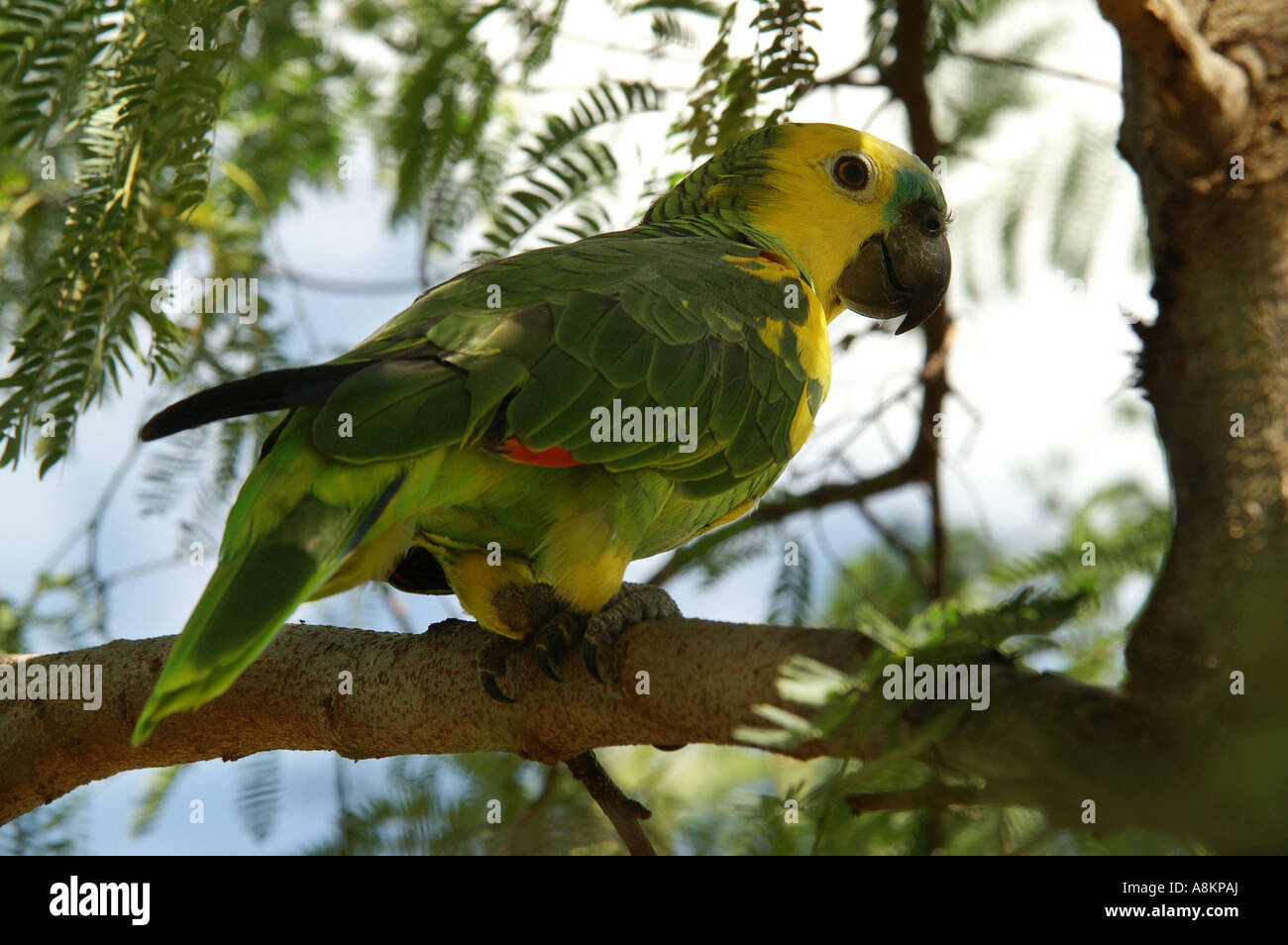 Parrots of paraguay Banque de photographies et d’images à haute ...