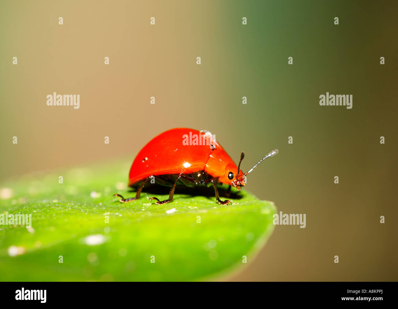 Beetle rainforest costa rica Banque de photographies et d’images à ...