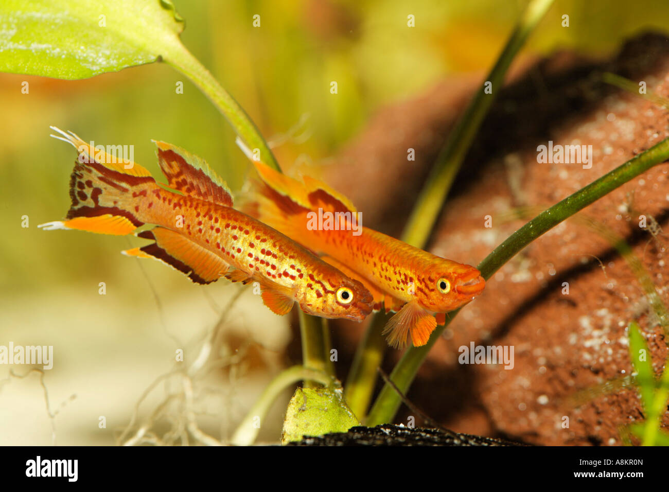 Cap lopez Banque de photographies et d’images à haute résolution - Alamy
