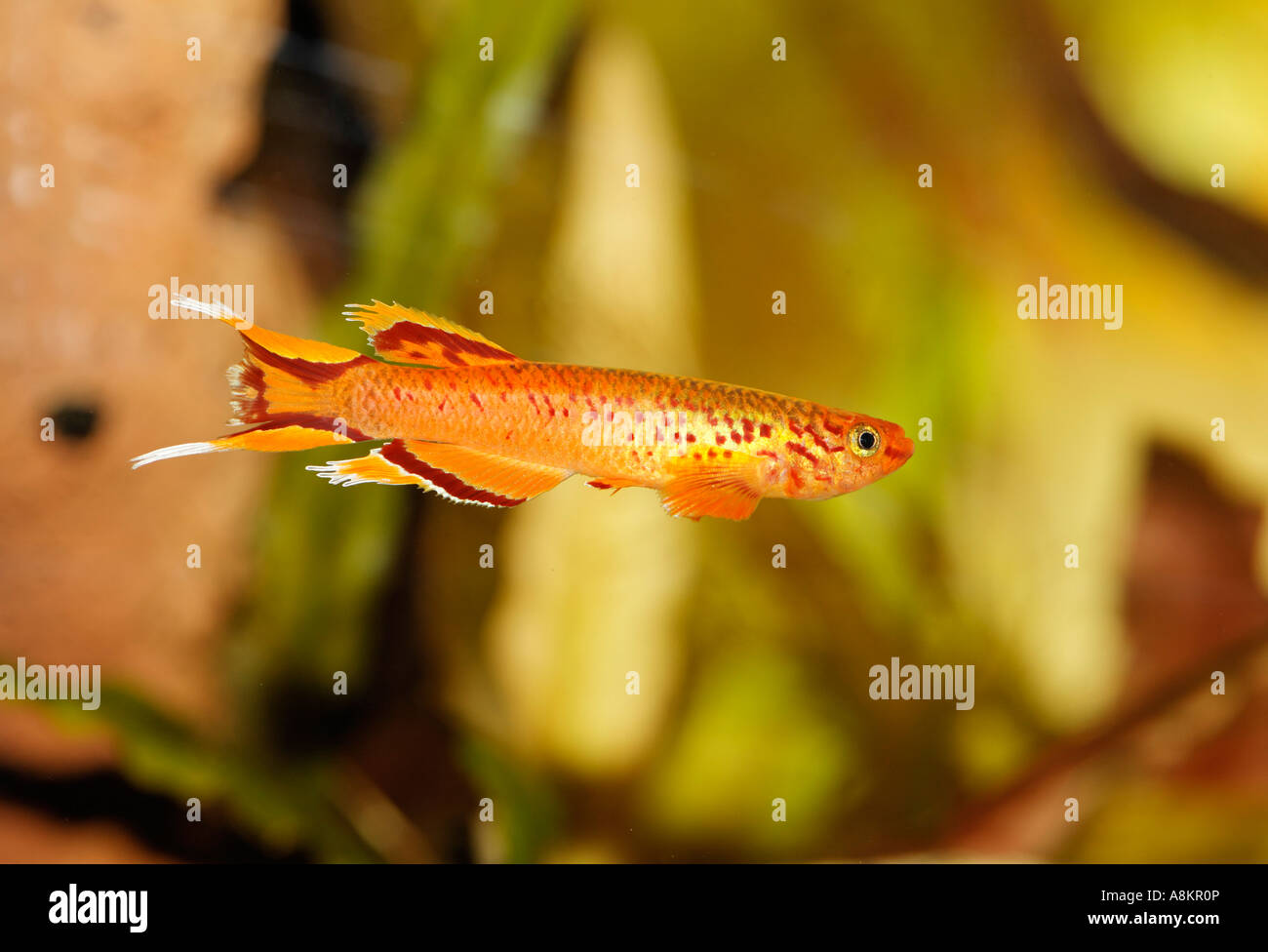 Cap lopez Banque de photographies et d’images à haute résolution - Alamy