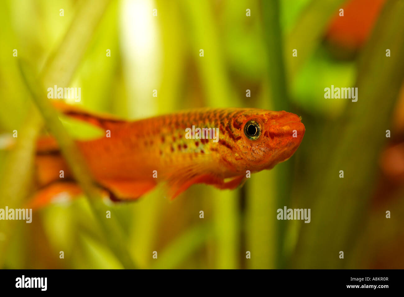 Le cap Lopez Lyretail, chocolat, Lyretail Aphyosemion australe, homme ...