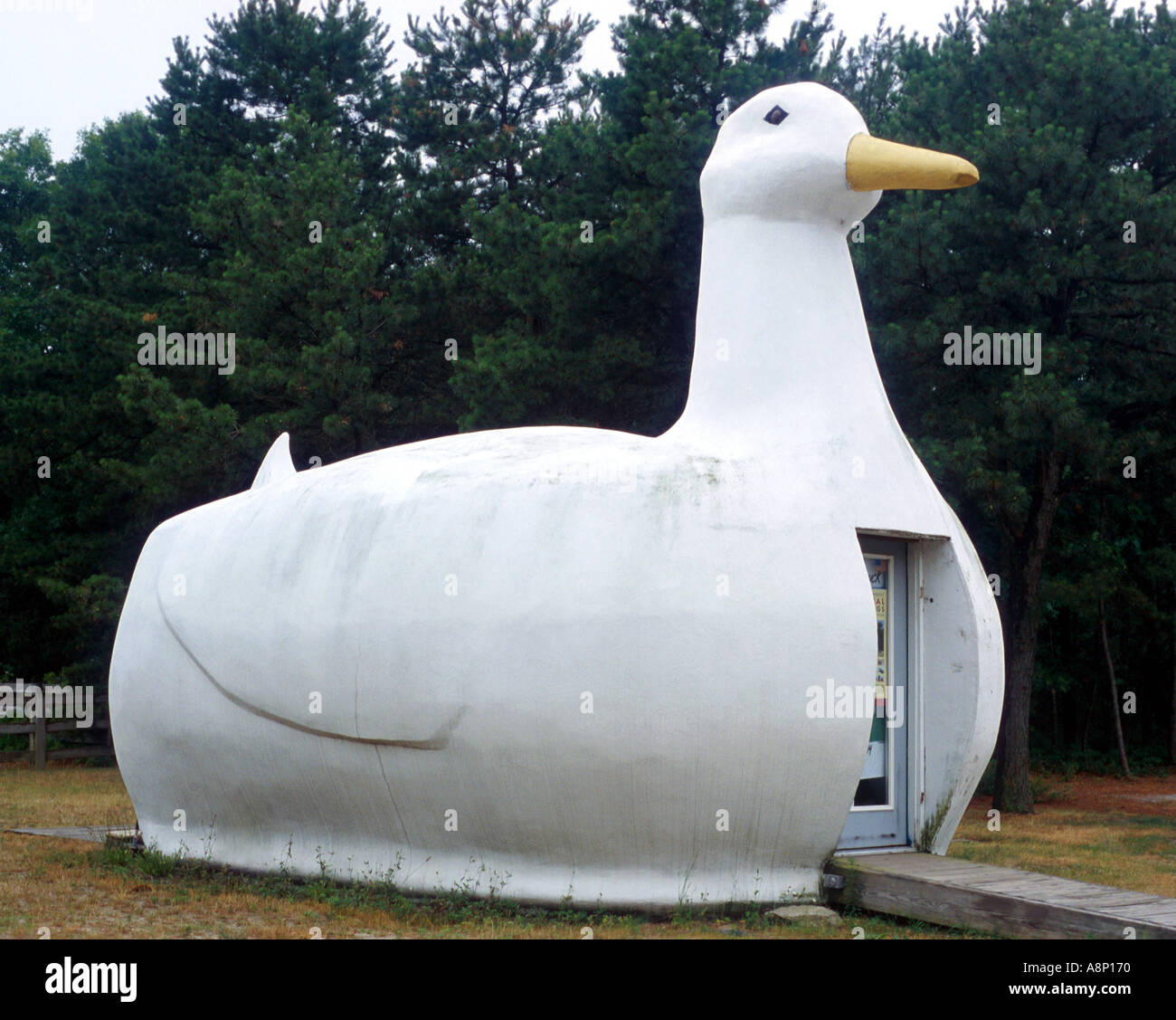 Gros canard Banque de photographies et d’images à haute résolution - Alamy