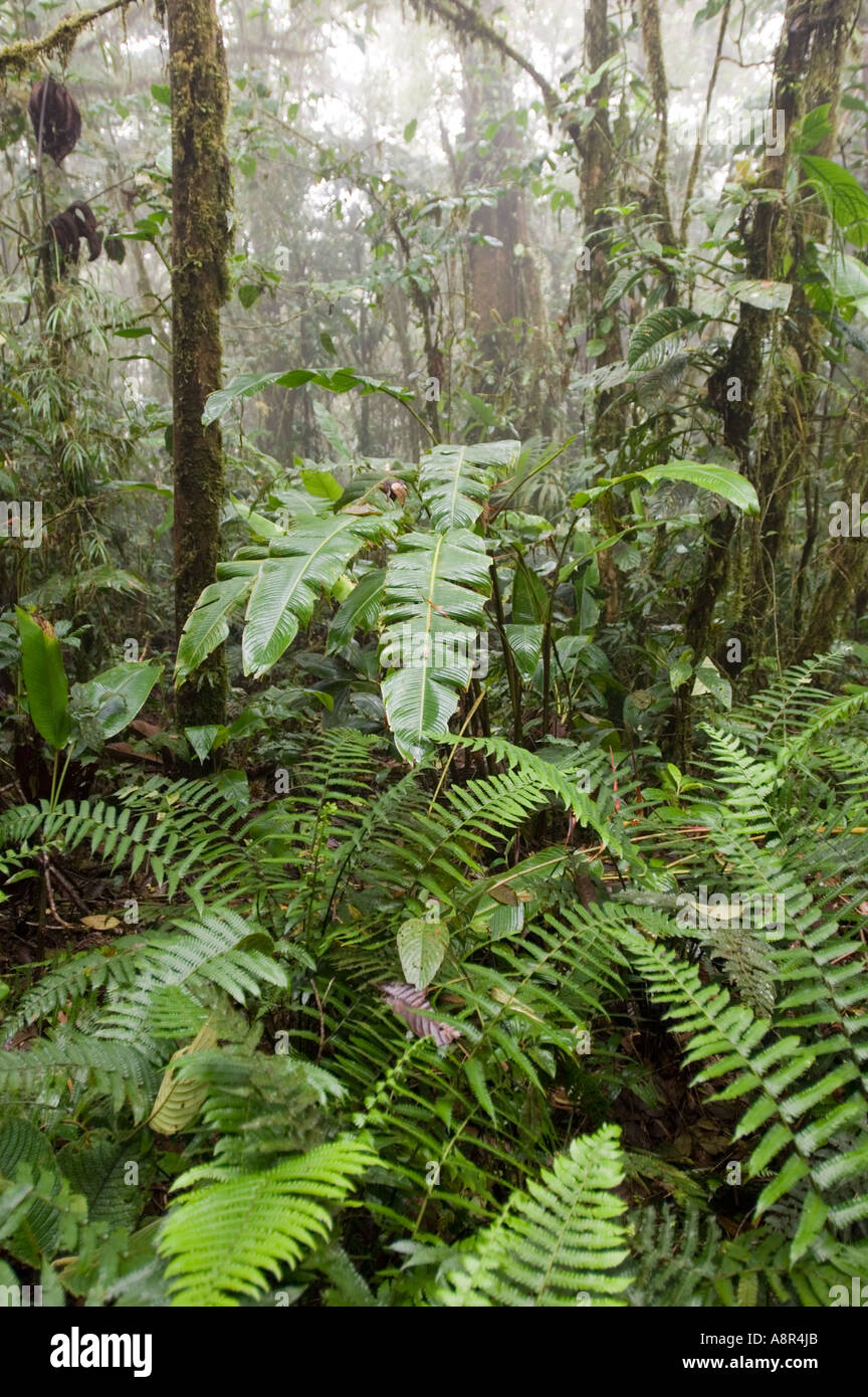 Elfin forest Banque de photographies et d’images à haute résolution - Alamy
