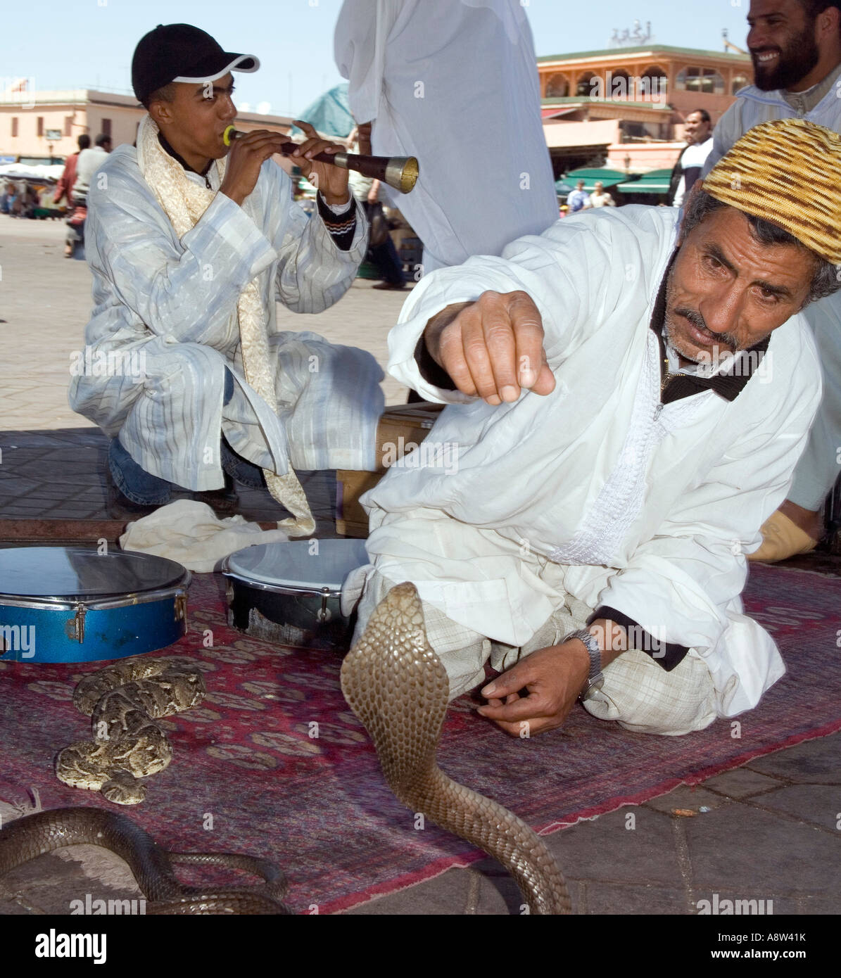 Moroccan cobra Banque de photographies et d’images à haute résolution ...