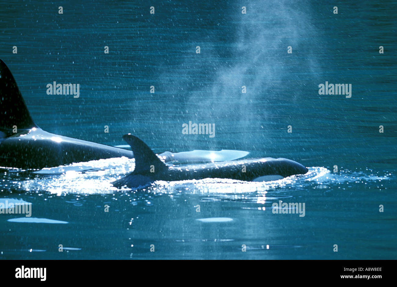 Maman orque Banque de photographies et d’images à haute résolution - Alamy