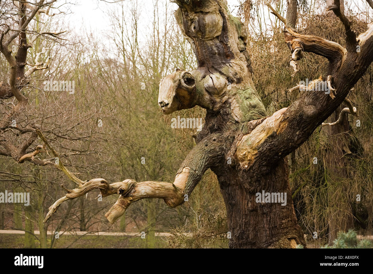 Arbre mort ressemblant à un animal effrayant, bête avec une tête, sa ...