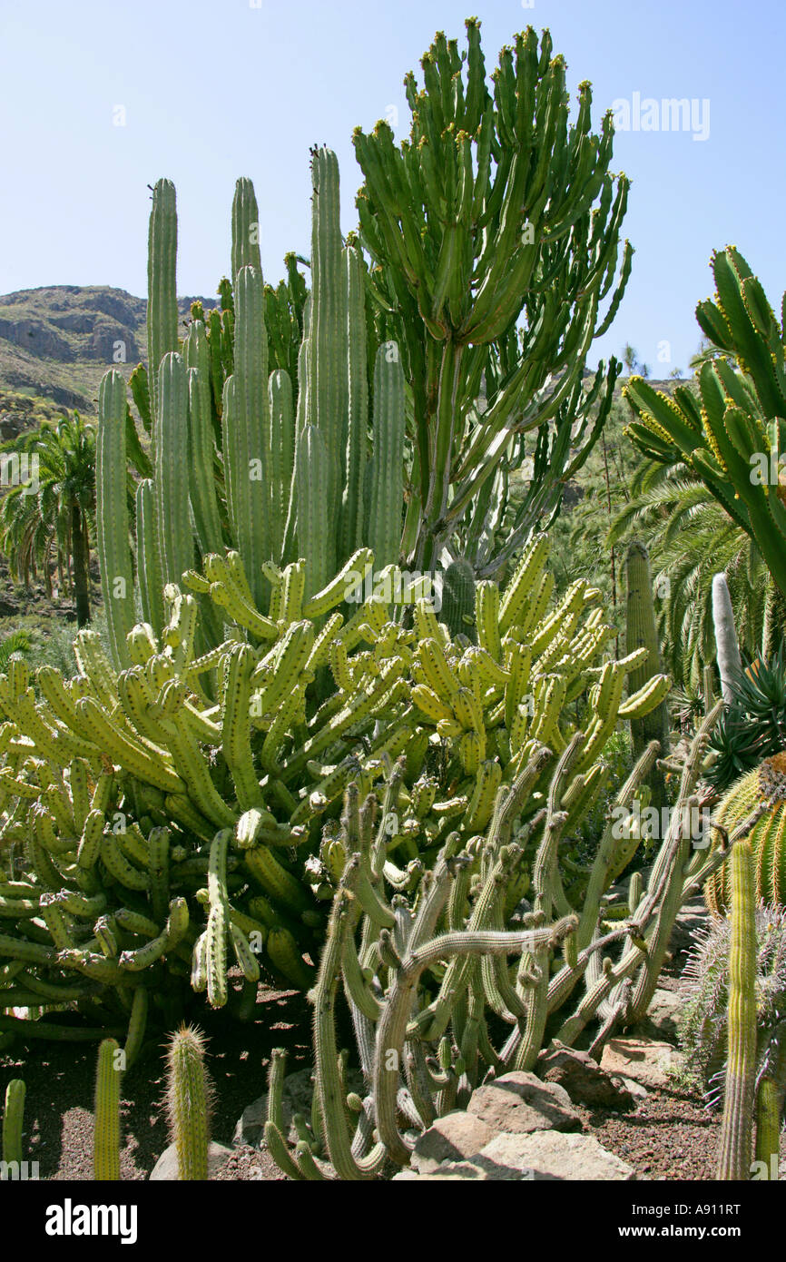 Cactus Plantes dans Palmitos Park Botanical Gardens Gran Canaria Îles ...