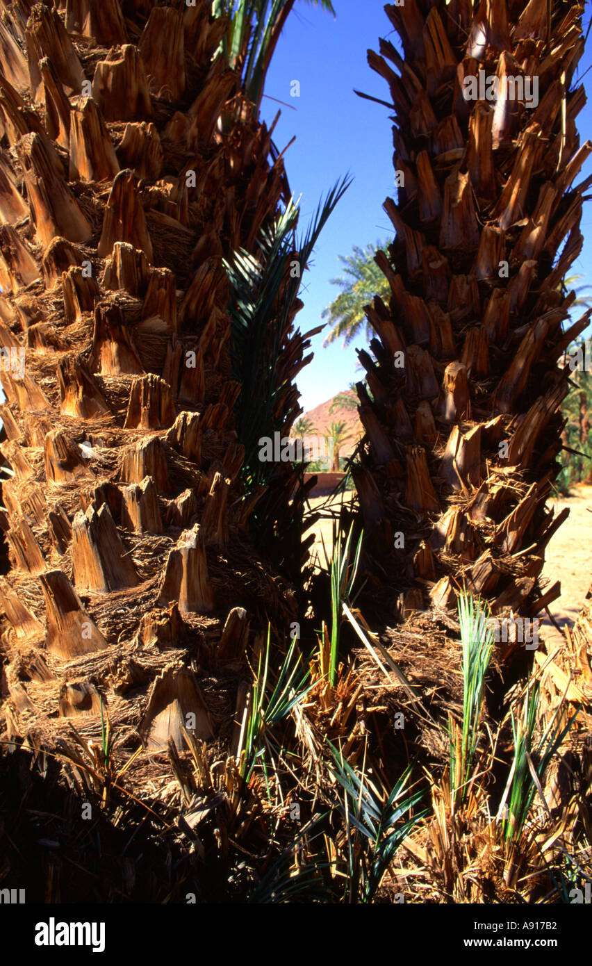 Palmier maroc abstré Banque de photographies et d’images à haute ...