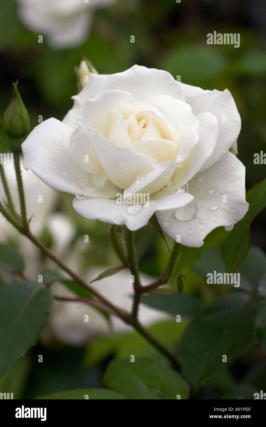 Rosa iceberg korbin Banque de photographies et d’images à haute ...