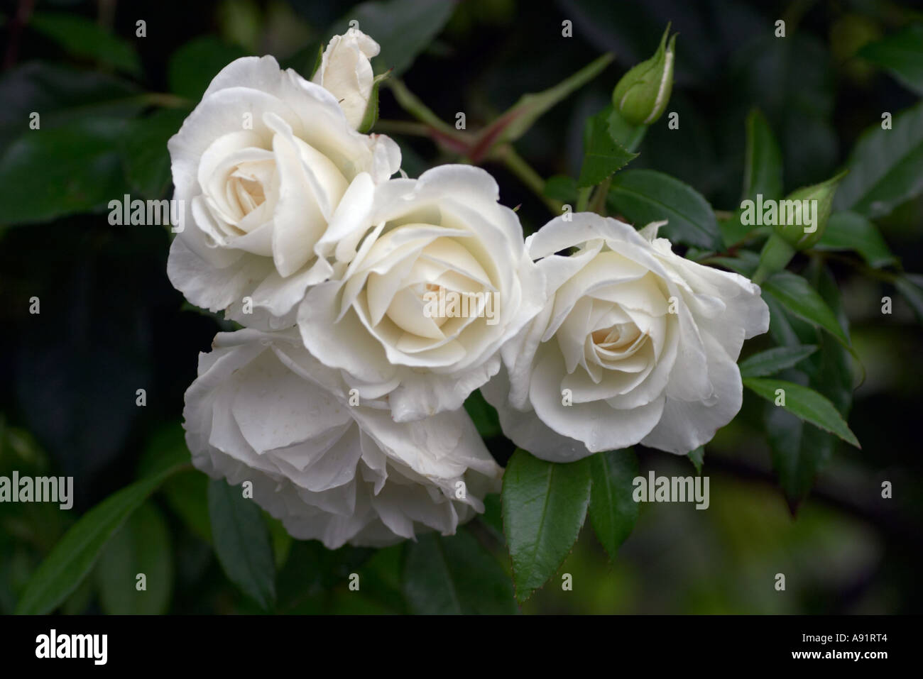 Rosa iceberg korbin rose Banque de photographies et d’images à haute ...