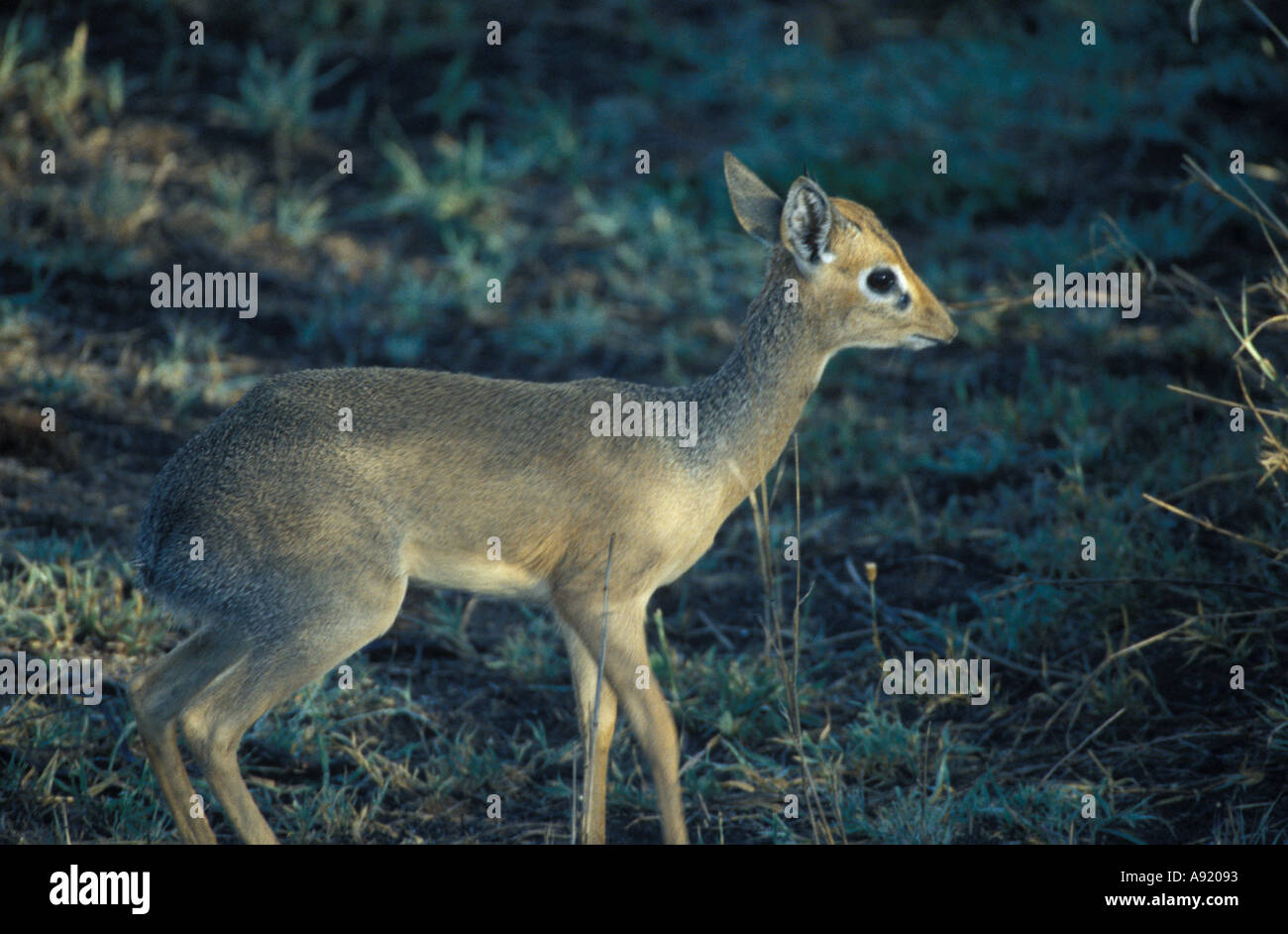 Suni antelope Banque de photographies et d’images à haute résolution ...
