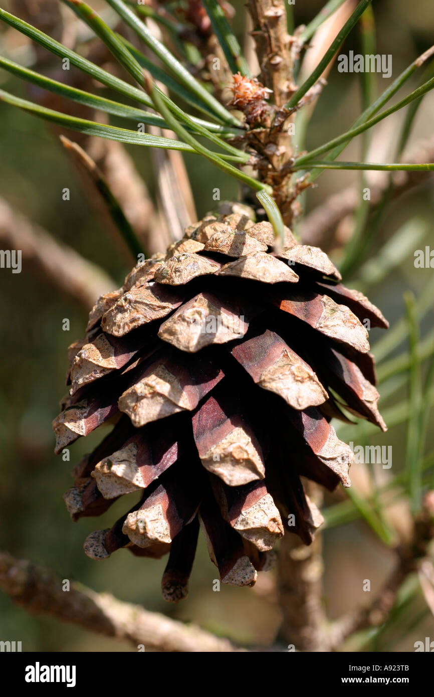 Pine cone scales Banque de photographies et d’images à haute résolution ...