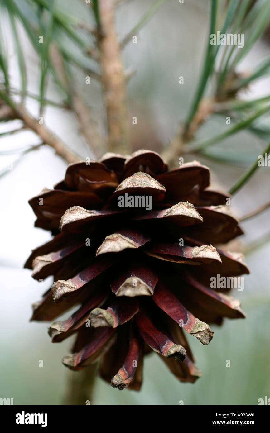 Pine cone scales Banque de photographies et d’images à haute résolution ...