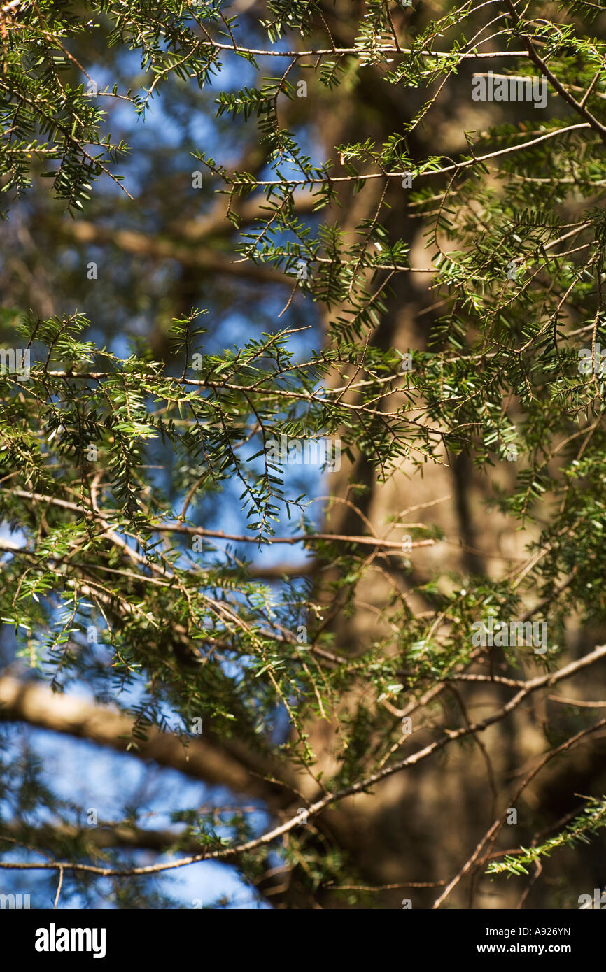 Tsuga de la pruche orientale Banque de photographies et d’images à ...