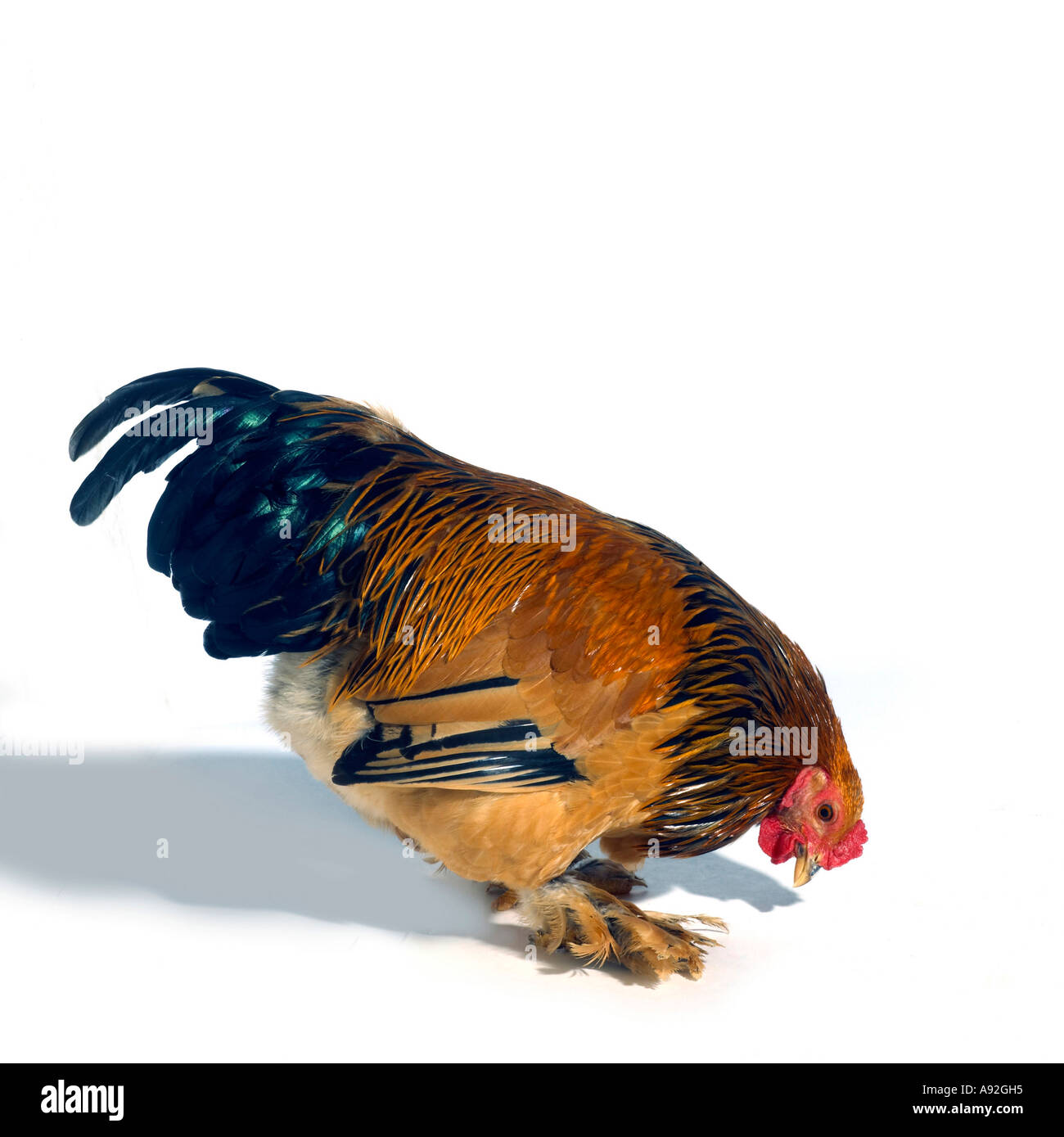Buff brahma Banque d'images détourées - Alamy