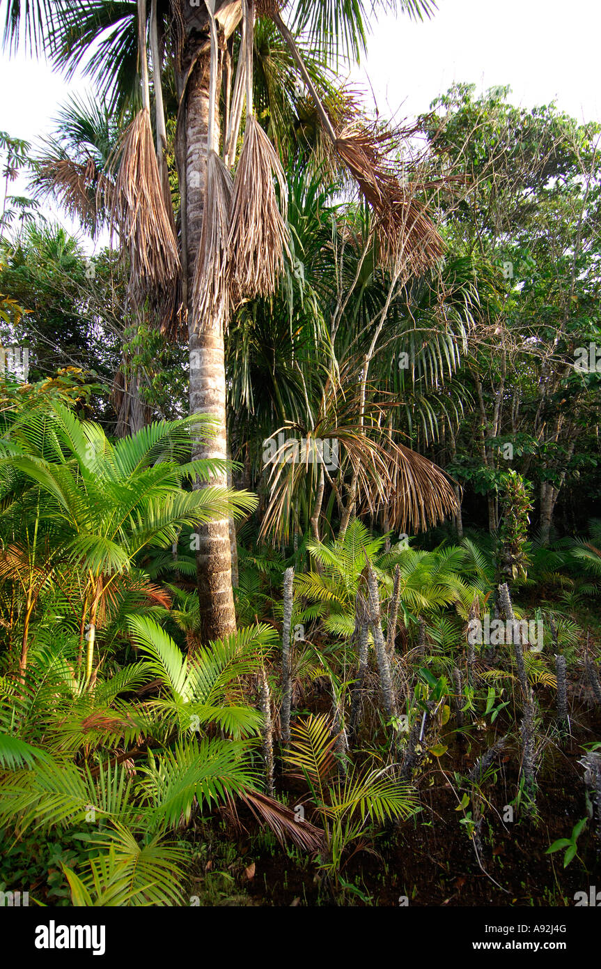 Foret secondaire amazonie Banque de photographies et d’images à haute ...