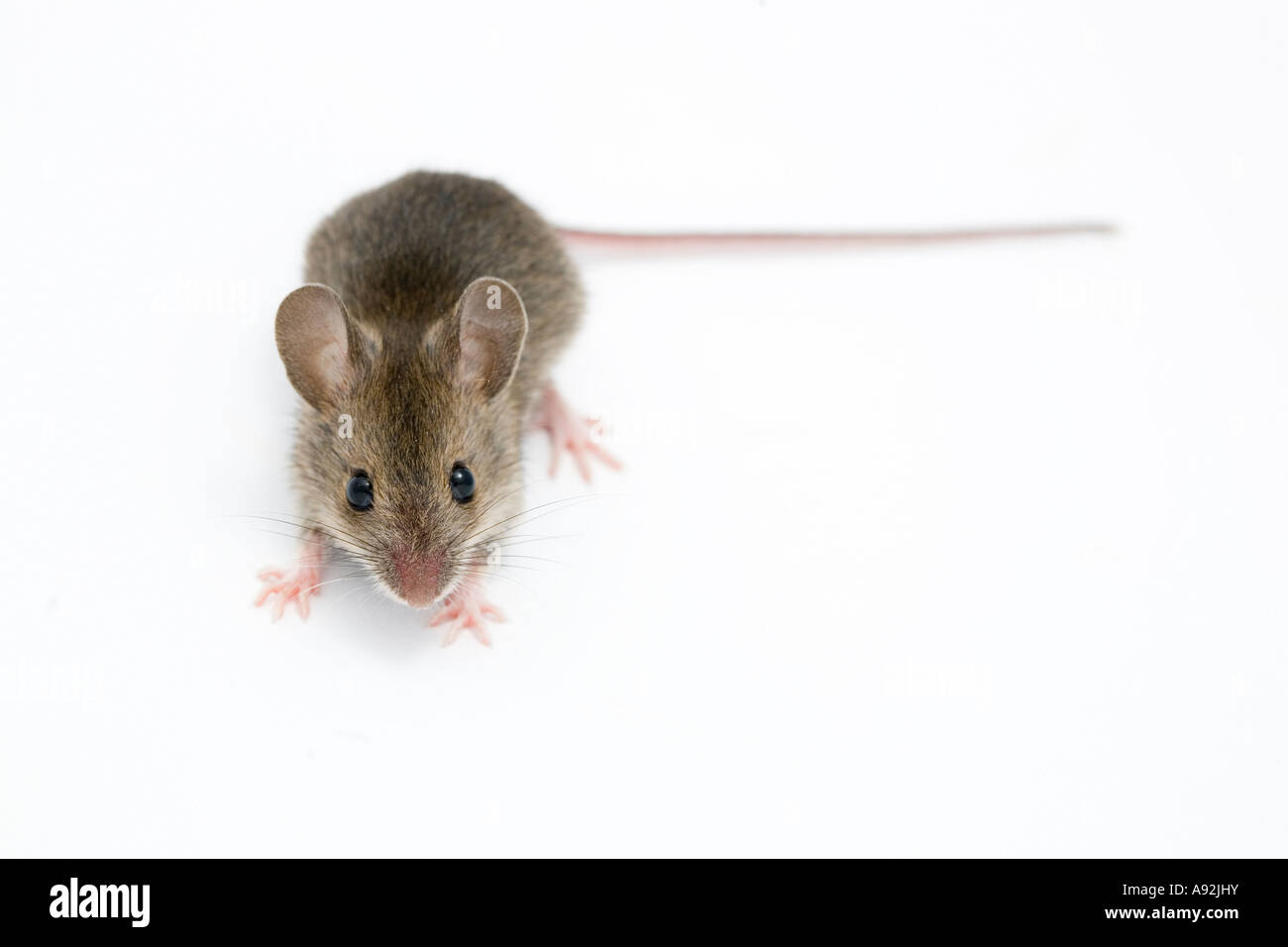 Mus musculus Banque de photographies et d’images à haute résolution - Alamy