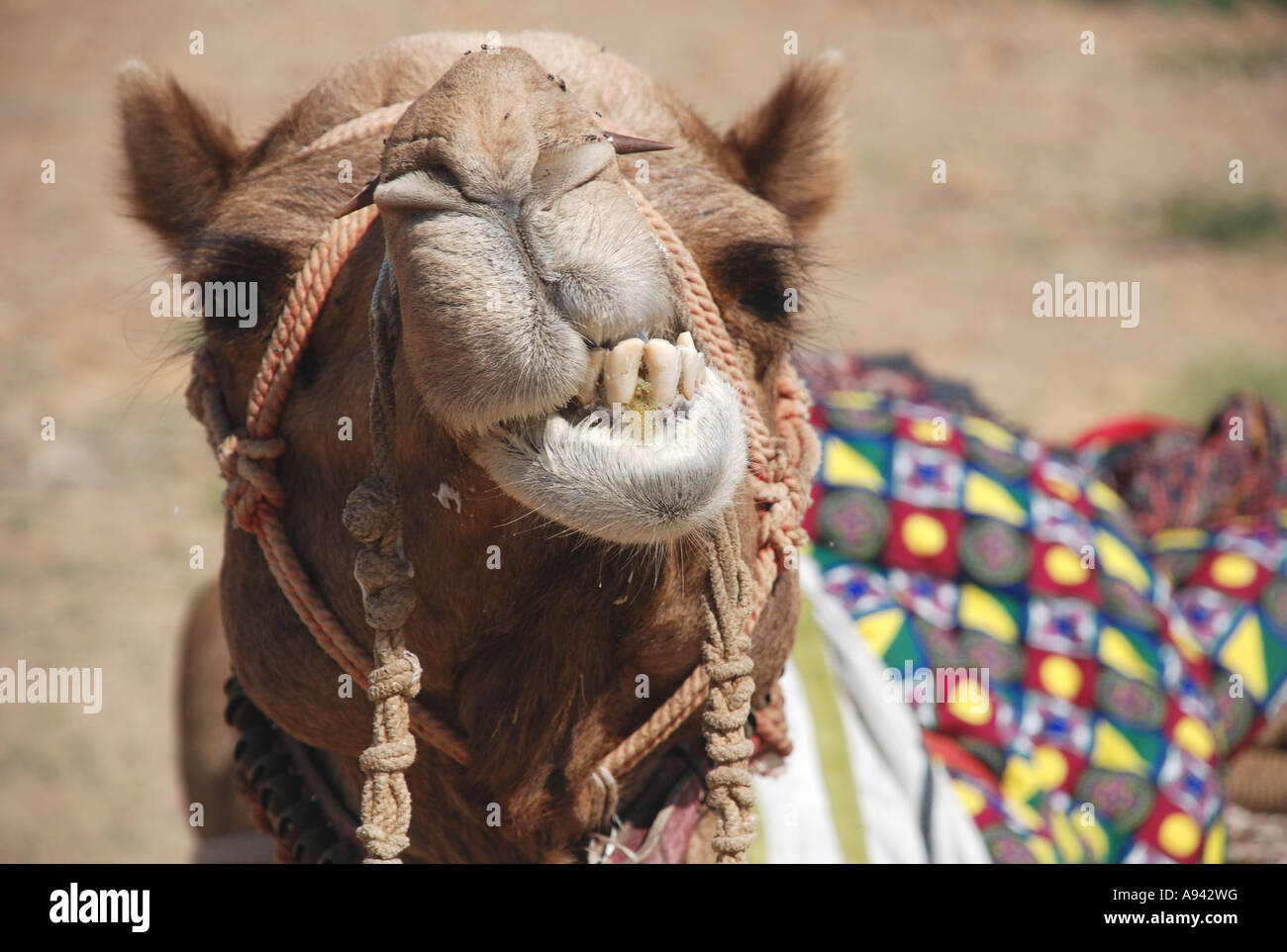 Camel tongue Banque de photographies et d’images à haute résolution - Alamy