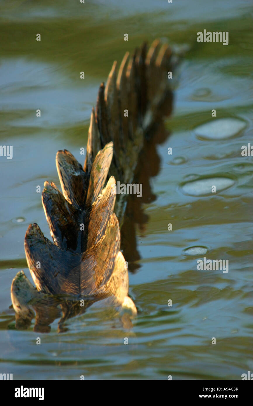 Queue de crocodile Banque de photographies et d’images à haute ...