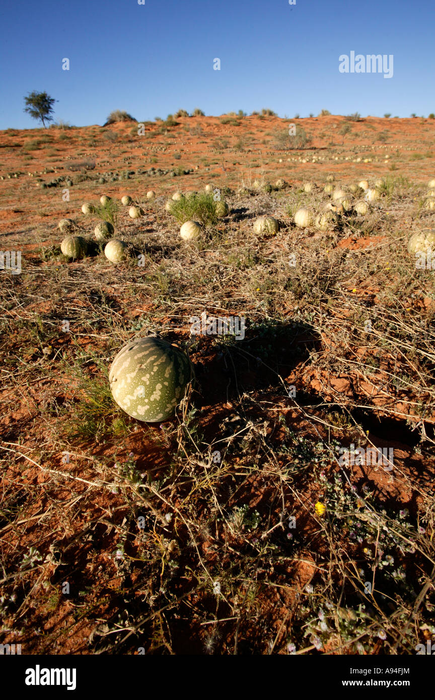 Tsama melons Banque de photographies et d’images à haute résolution - Alamy