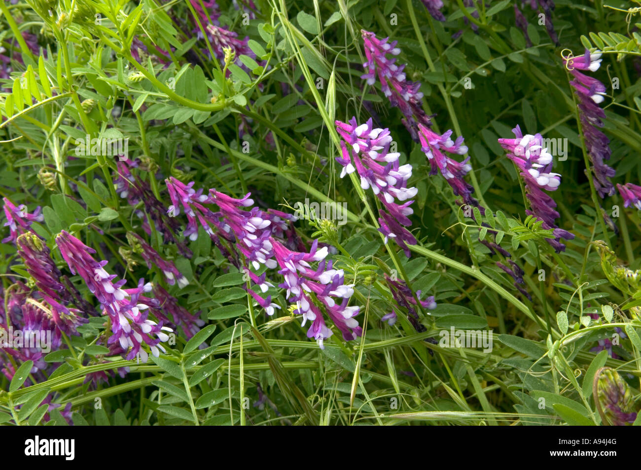 Vicia villosa légumineuse violette Banque de photographies et d’images ...