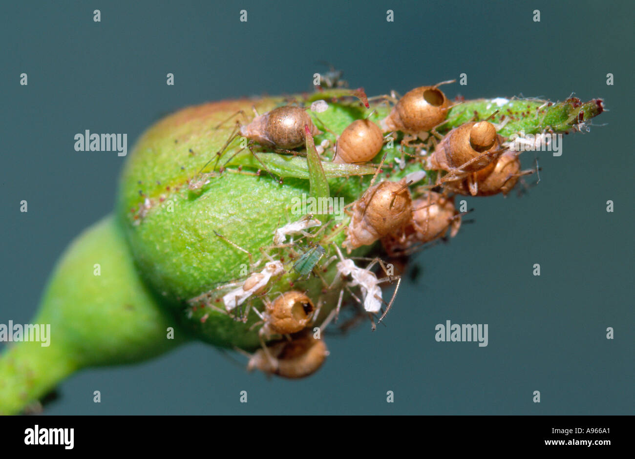 Momie de pucerons Banque de photographies et d’images à haute ...
